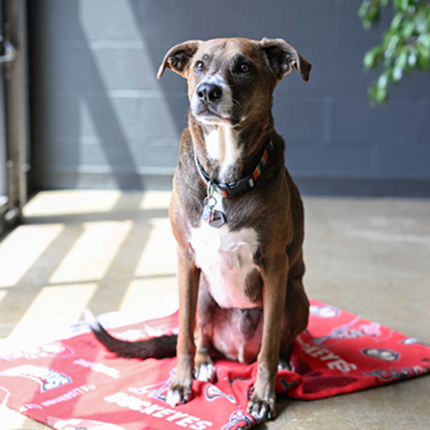 Our Family - Priority Designs